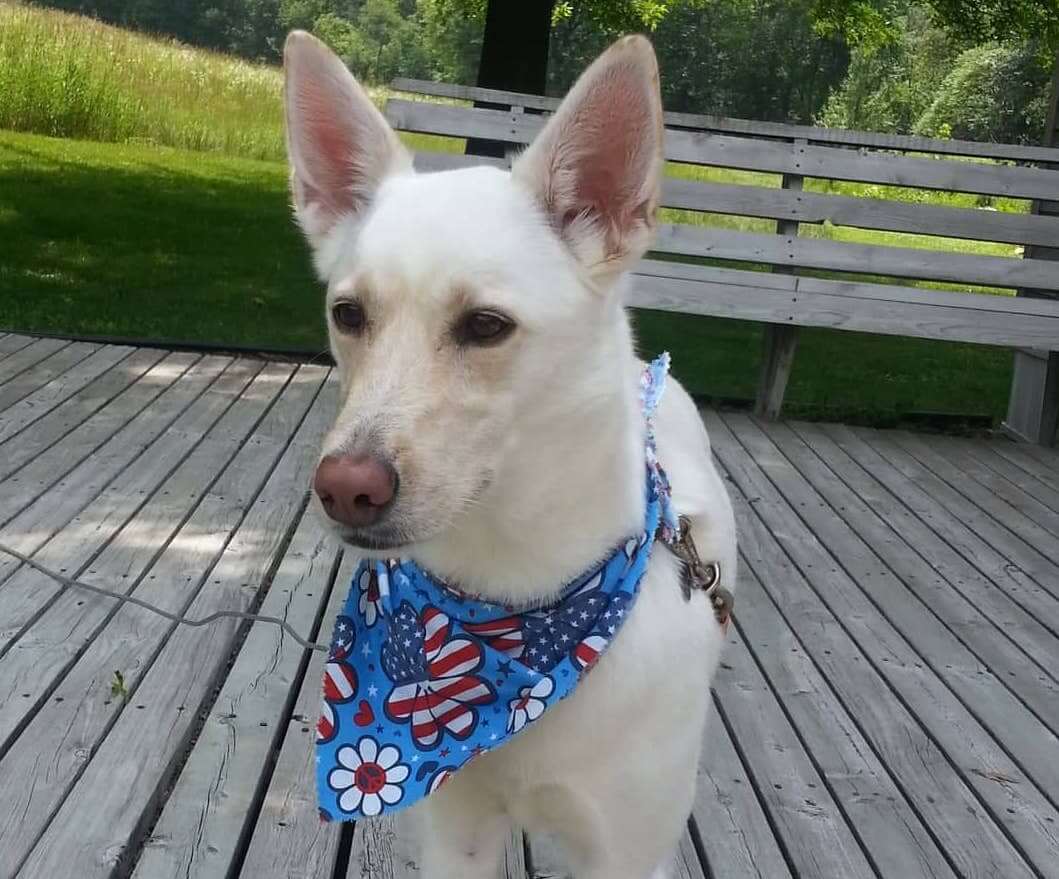 Adult Dog Care | Advanced Pet Care Clinic